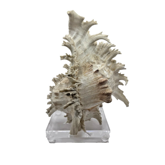 Accents | Large Natural Conch Sea Shell White Murex Ramosus On Base 8x6 ...